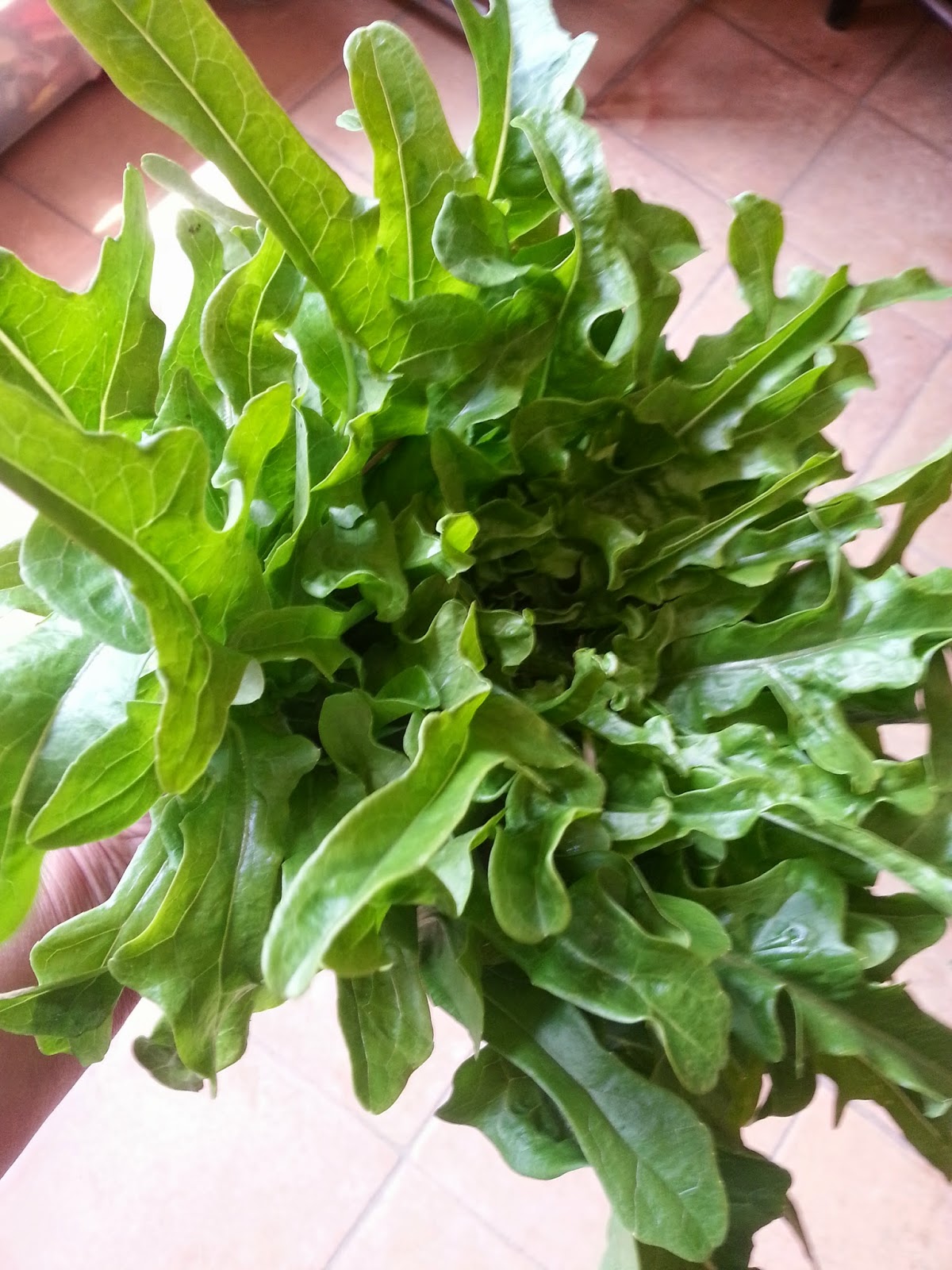 Jardineria Natural. Un Jardí per Menjar-se'l.: ENCIAM VARIETAT ...